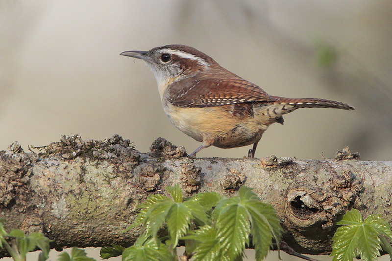 Beak of the Week – Carolina Wren – Houston AuduBlog