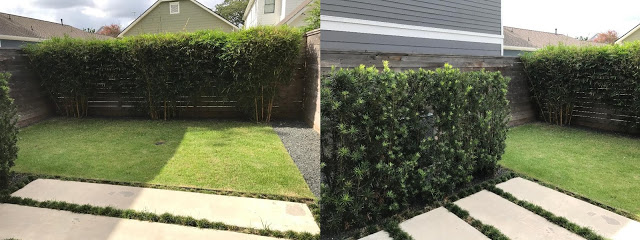 Creating a Pocket Prairie in an Urban Backyard – Houston AuduBlog
