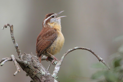Beak of the Week – Carolina Wren – Houston AuduBlog