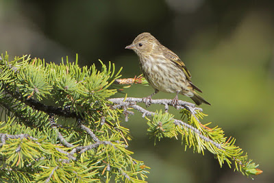 Winter Birding on the Upper Texas Coast – Houston AuduBlog