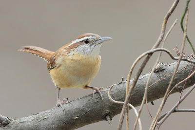 Beak of the Week – Carolina Wren – Houston AuduBlog