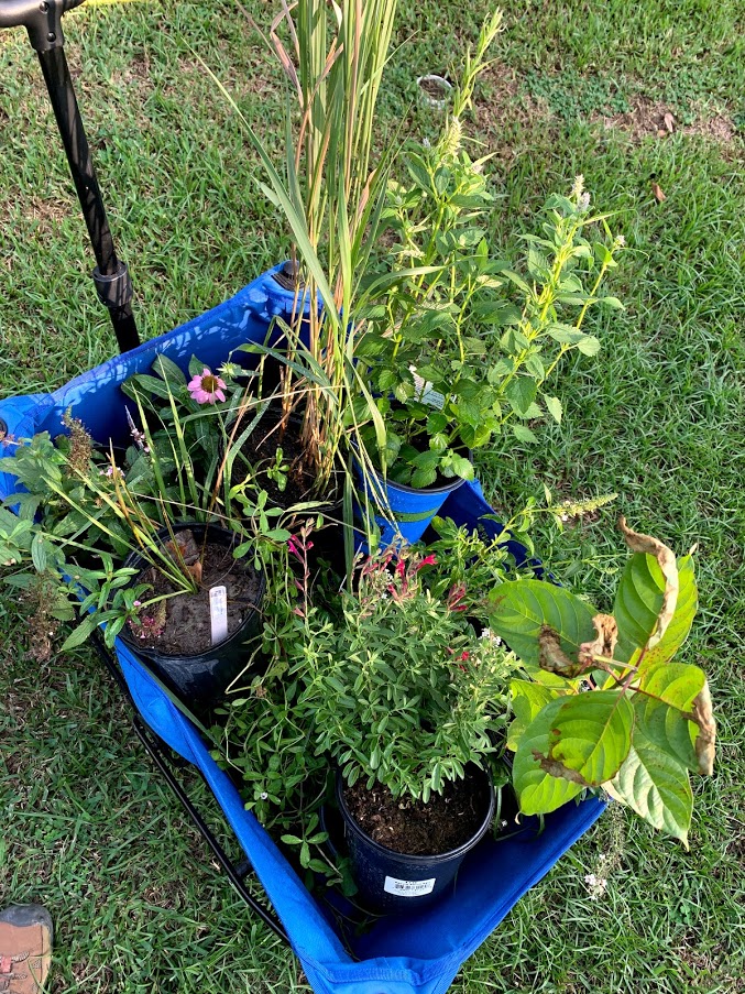 How to Start a Native Container Garden – Houston AuduBlog