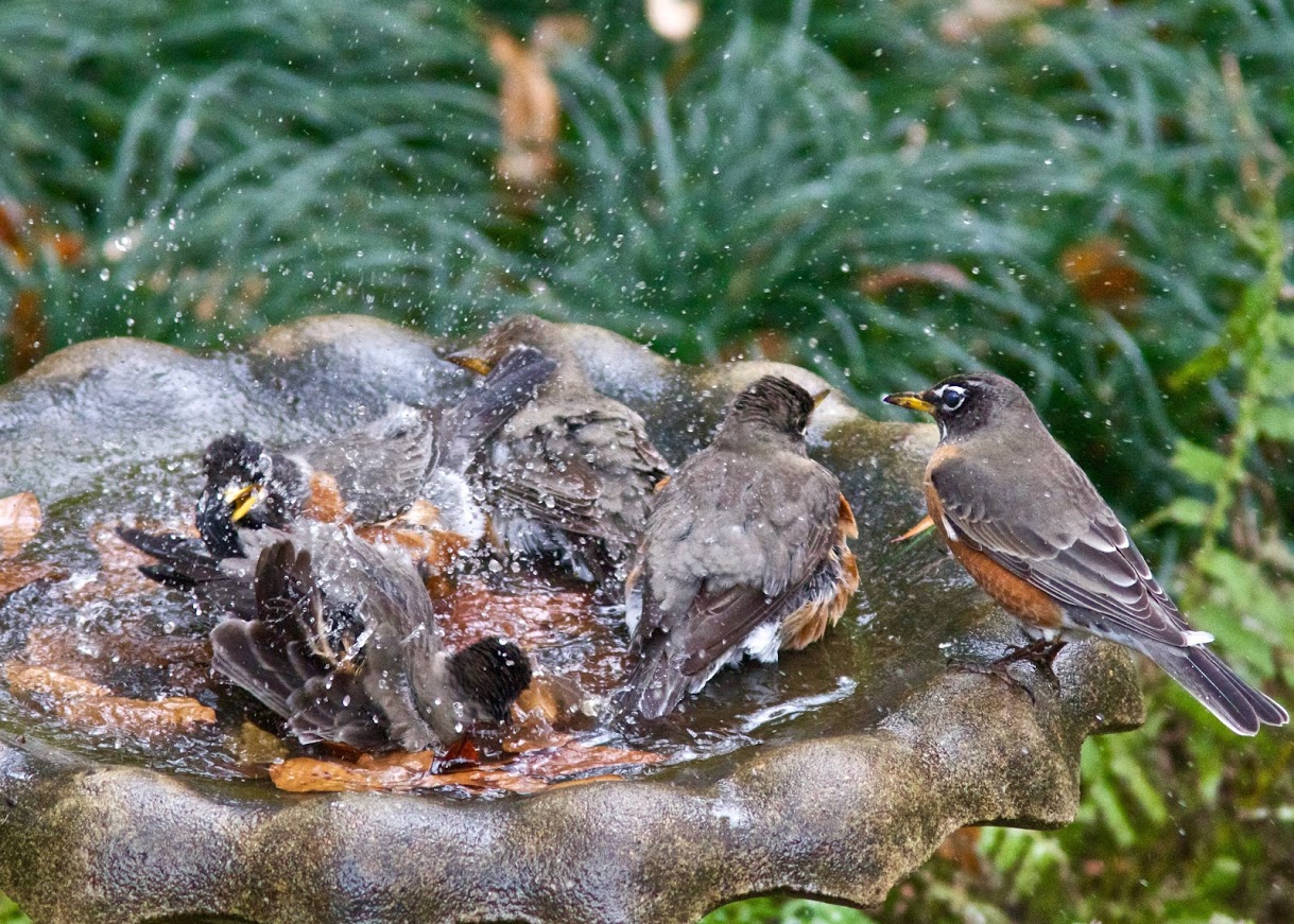 An Informal Guide to Creating Bird-Friendly Habitat – Houston AuduBlog