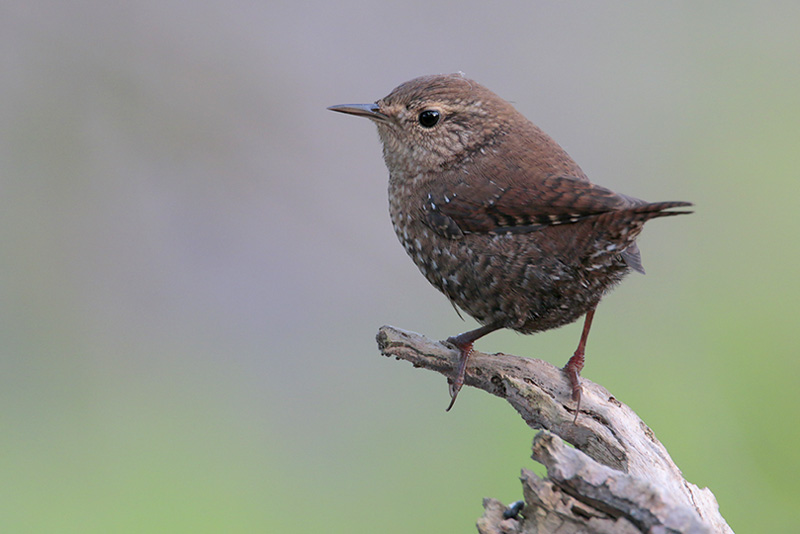 Beak of the Week – Winter Wren – Houston AuduBlog