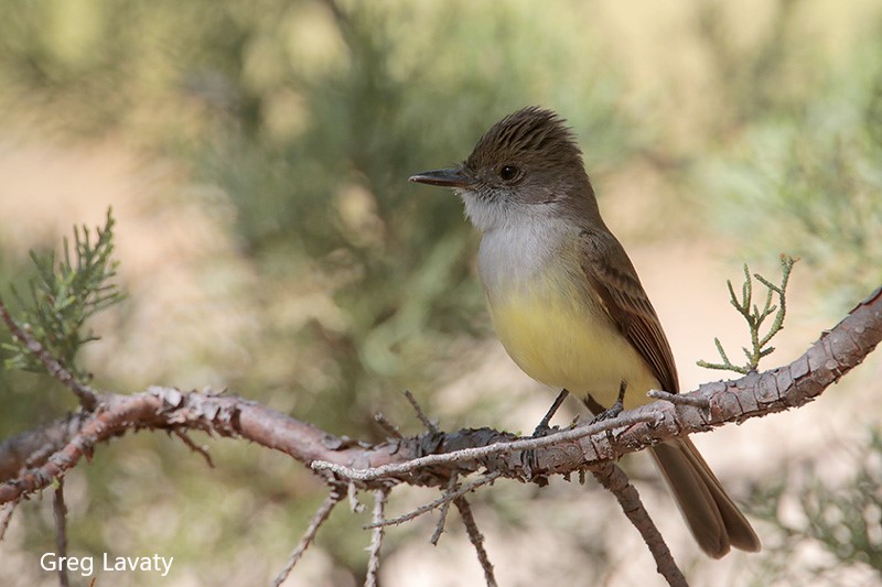 Beak of the Week – Dusky-capped Flycatcher – Houston AuduBlog