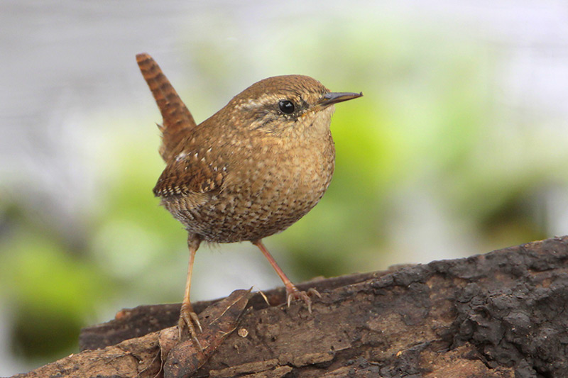 Beak of the Week – Winter Wren – Houston AuduBlog