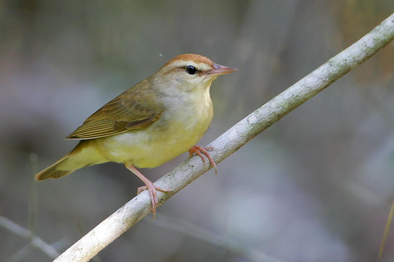 Beak of the Week – Swainson’s Warbler – Houston AuduBlog
