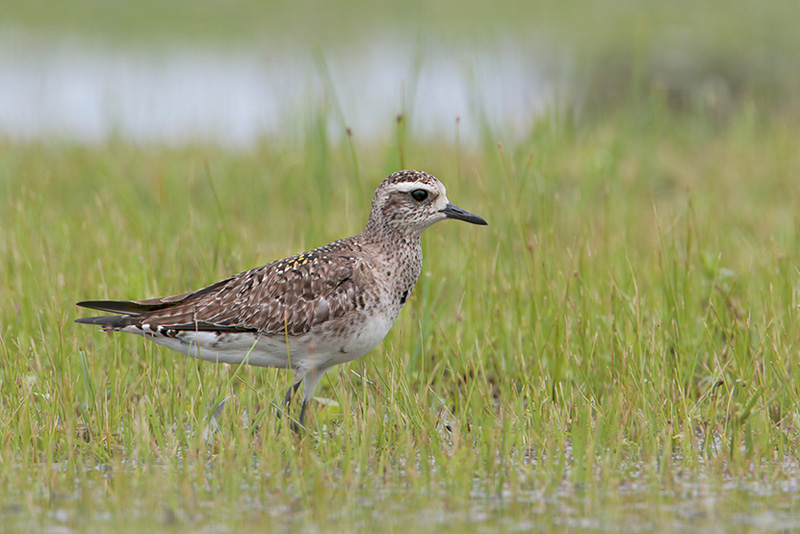 Beak of the Week – American Golden-Plover – Houston AuduBlog