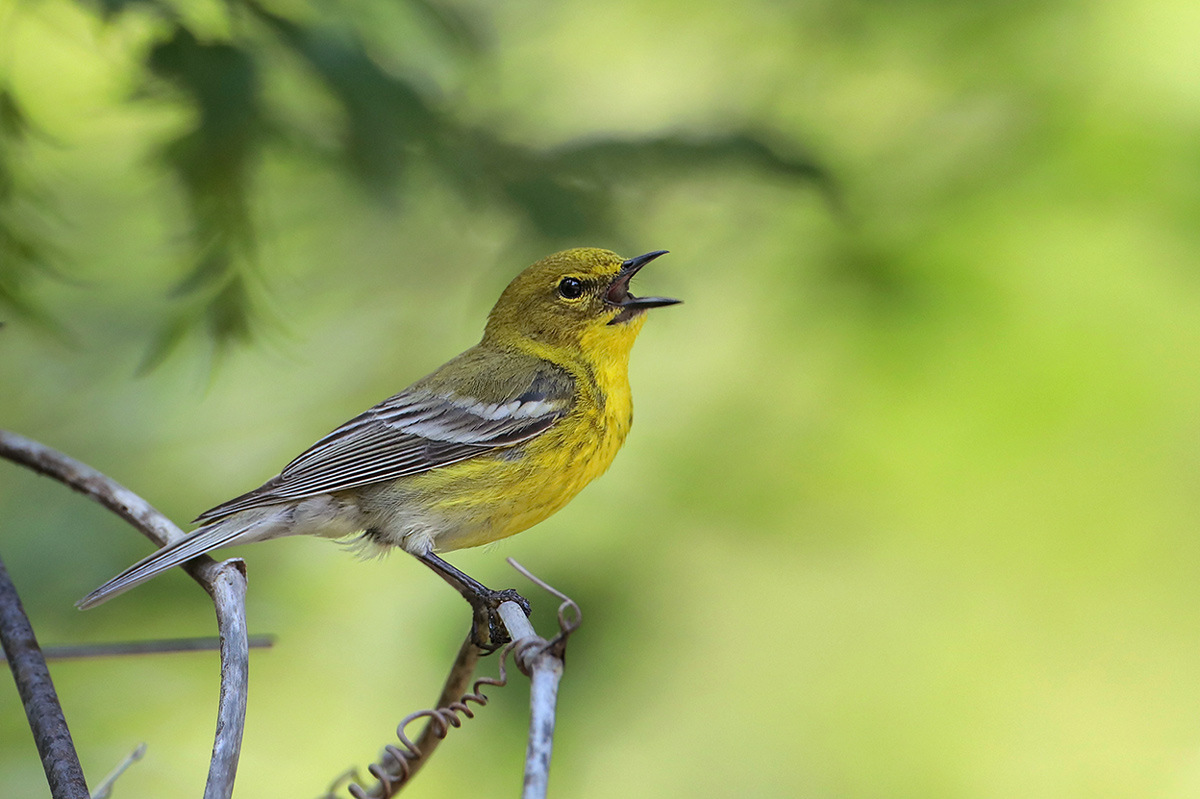 Beak of the Week – Pine Warbler – Houston AuduBlog