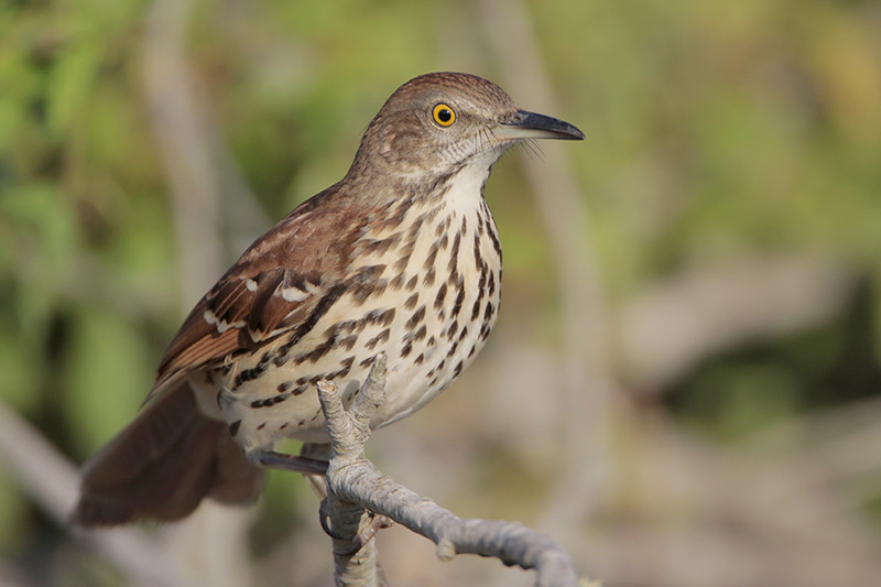 Beak of the Week – Brown Thrasher – Houston AuduBlog