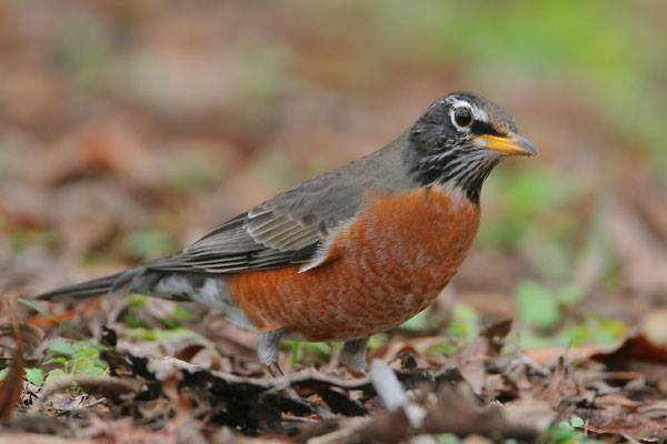 Beak of the Week – American Robin – Houston AuduBlog