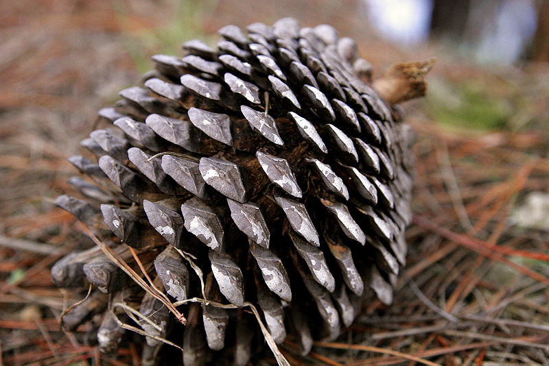 DIY Pine Cone Bird Feeder – Houston AuduBlog
