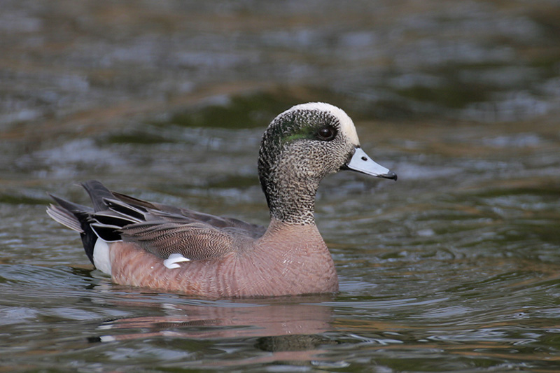 Beak of the Week – American Wigeon – Houston AuduBlog
