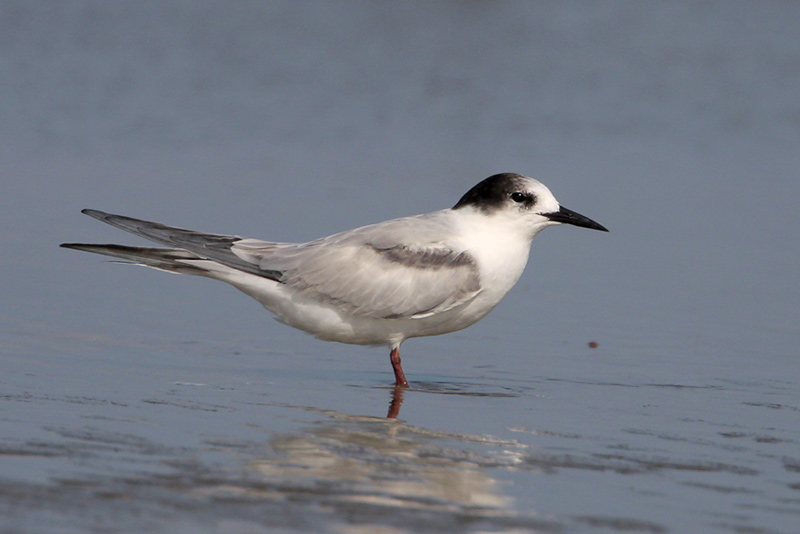 Beak of the Week – Common Tern – Houston AuduBlog