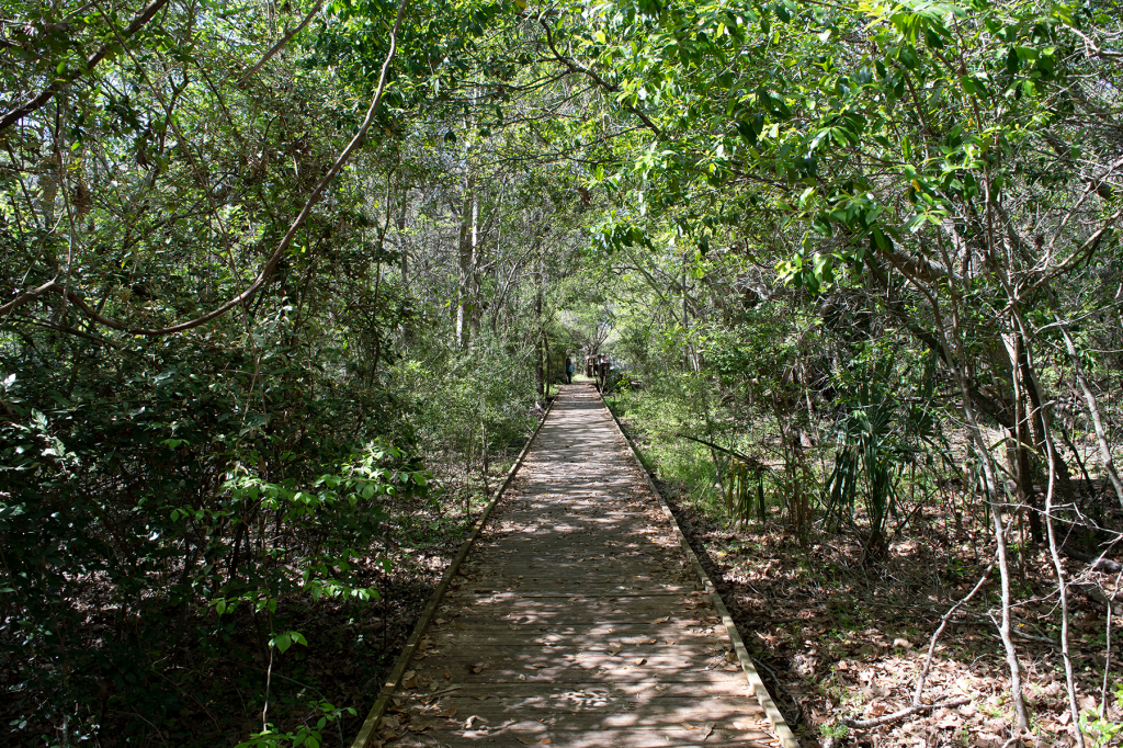 Trip Itinerary: A Birdy Weekend at High Island – Houston AuduBlog