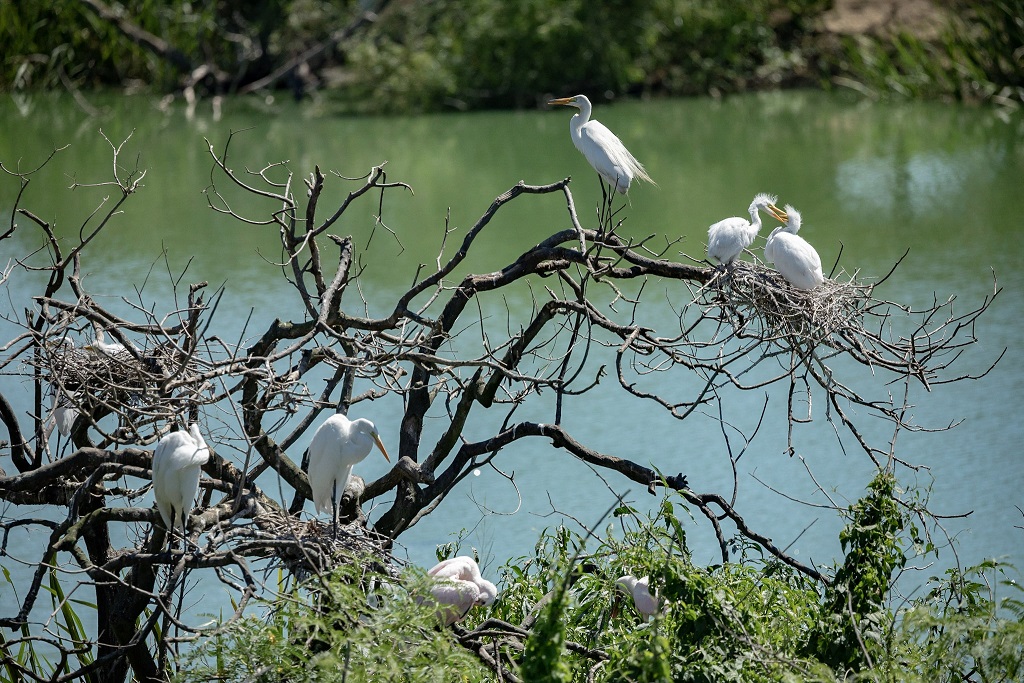 Trip Itinerary: A Birdy Weekend at High Island – Houston AuduBlog