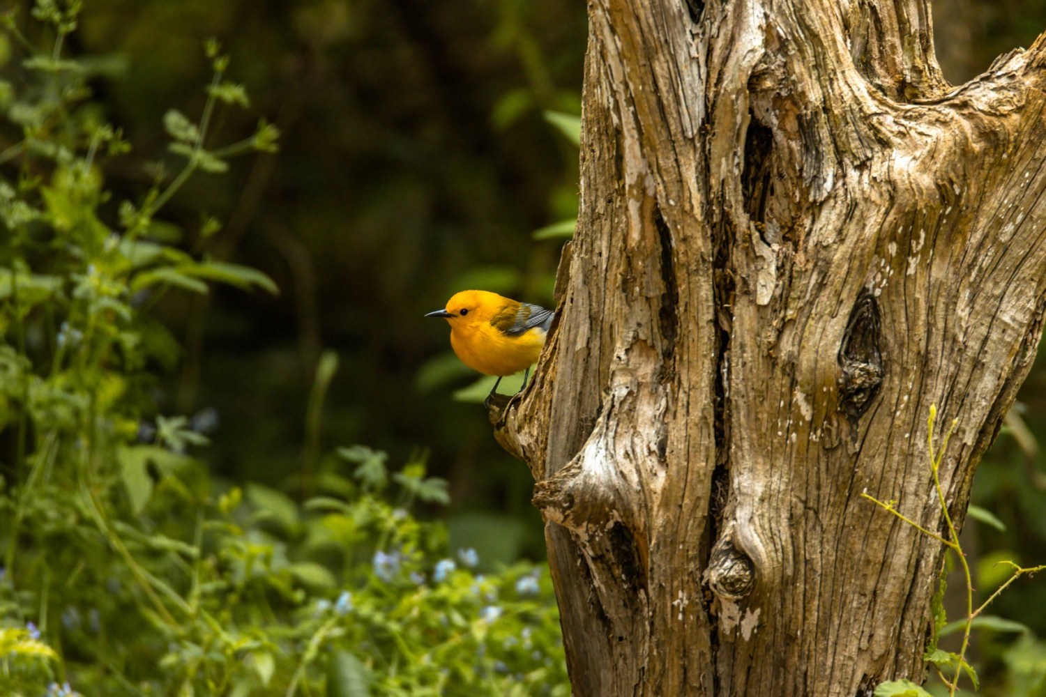Trip Itinerary: A Birdy Weekend at High Island – Houston AuduBlog