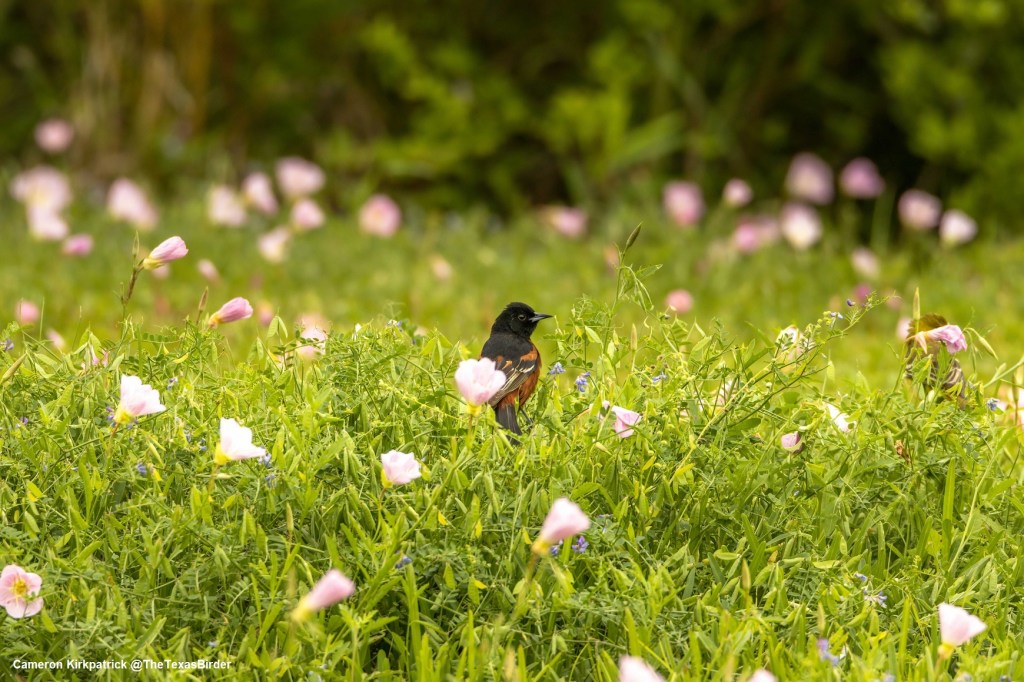 Trip Itinerary: A Birdy Weekend at High Island – Houston AuduBlog