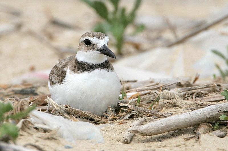 Beak of the Week – Wilson’s Plover – Houston AuduBlog