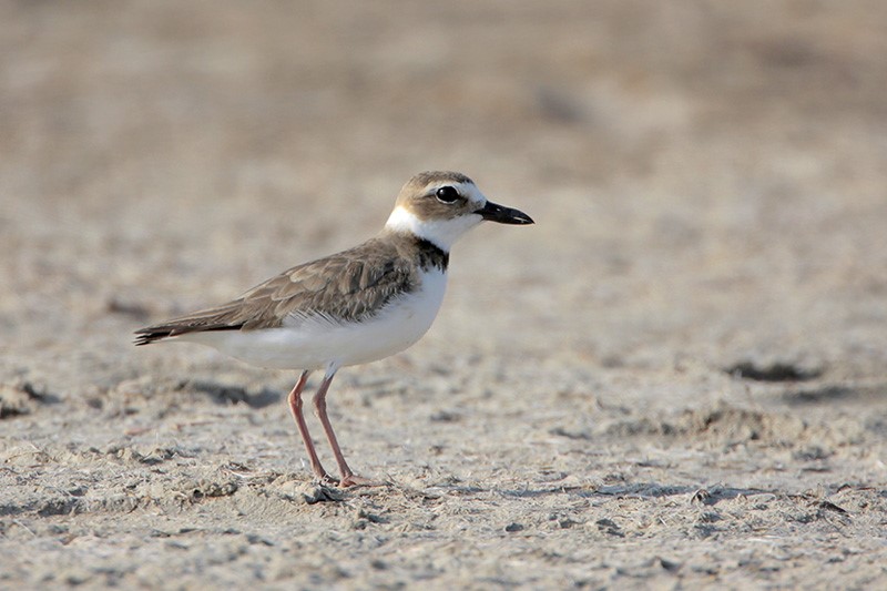 Beak of the Week – Wilson’s Plover – Houston AuduBlog
