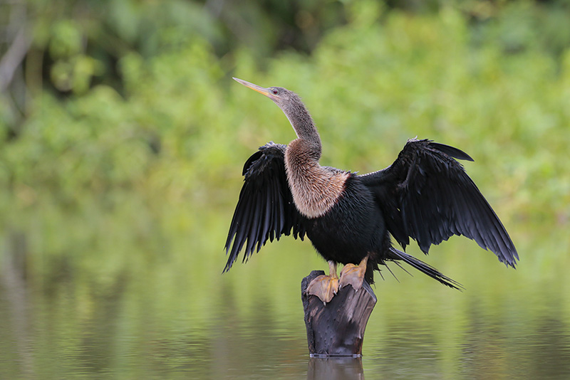 Beak of the Week – Anhinga – Houston AuduBlog