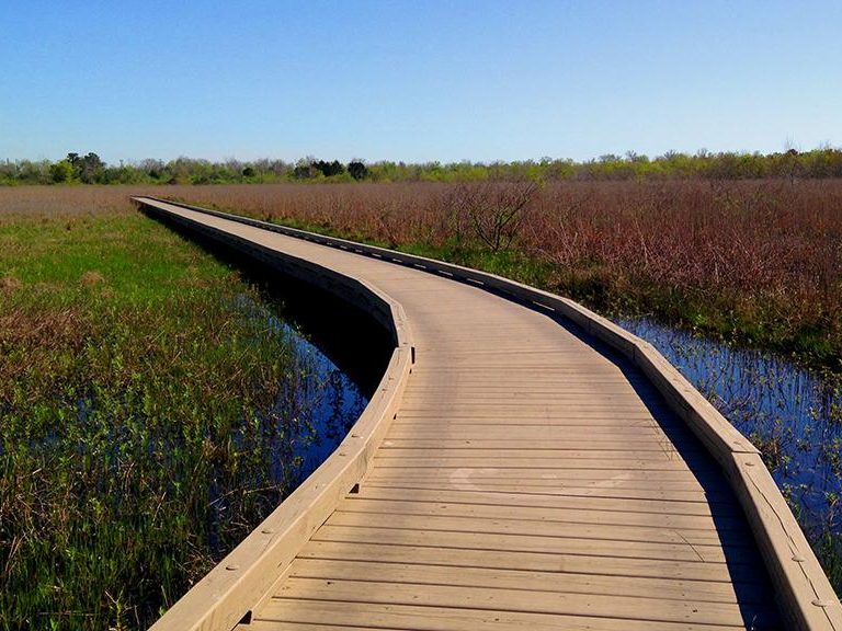 Bird Week 2024 Calendar – Houston AuduBlog