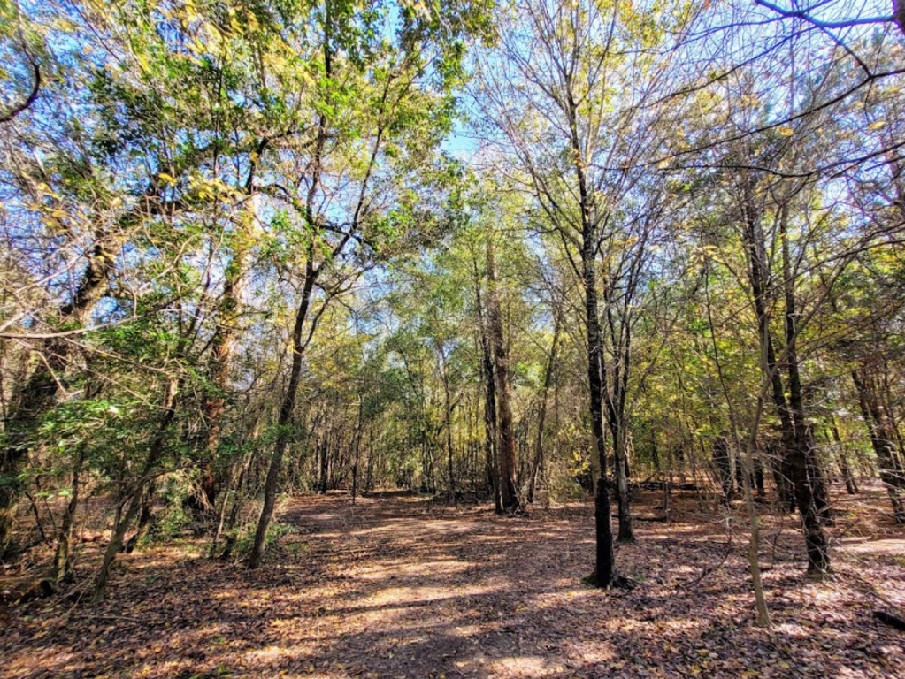 Bird Week 2023 Calendar – Houston AuduBlog