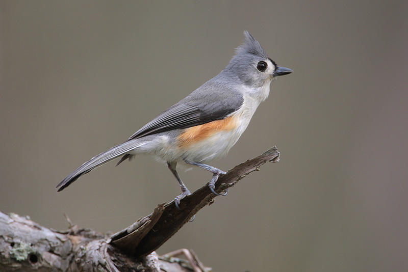 Are Tufted Titmouse Rare