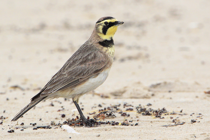 Beak of the Week – Horned Lark – Houston AuduBlog
