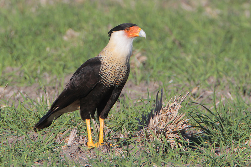 Beak of the Week – Crested Caracara – Houston AuduBlog