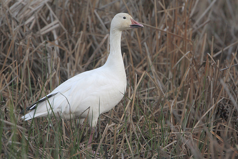 Beak of the Week – Snow Goose – Houston AuduBlog