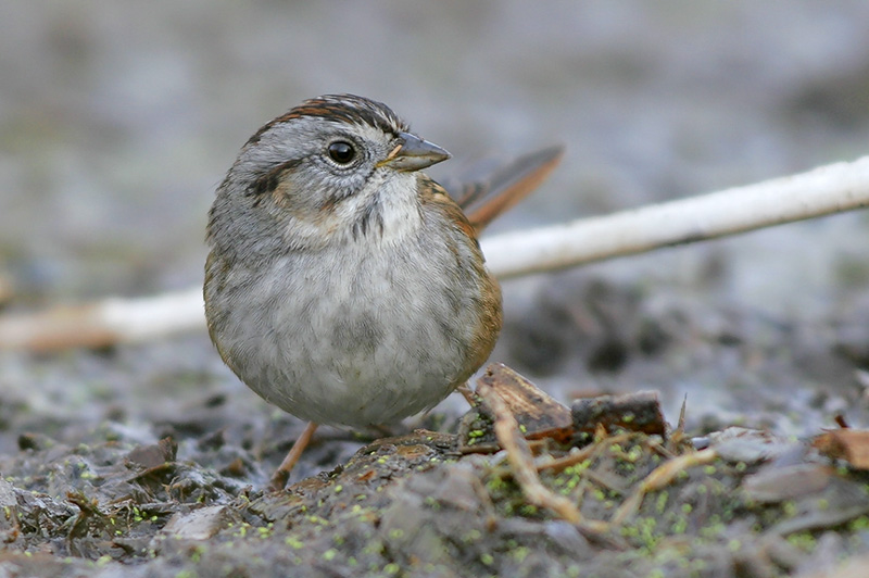 Swamp Sparrow Behavior Swamp Sparrow Melospiza Georgiana Birds
