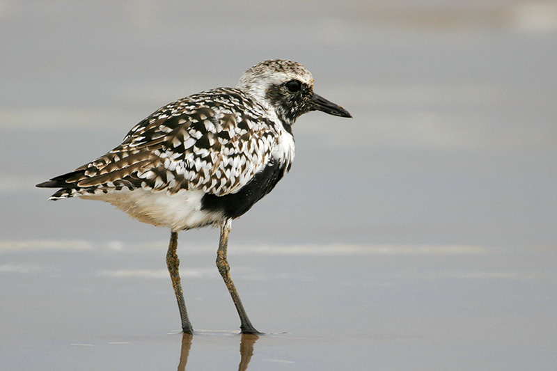 Beak of the Week – Black-bellied Plover – Houston AuduBlog