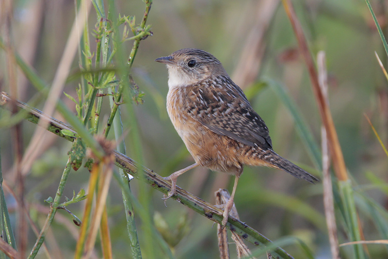 Beak of the Week – Sedge Wren – Houston AuduBlog