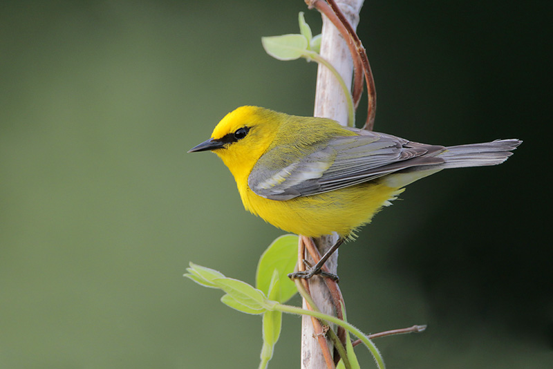 Beak of the Week – Blue-winged Warbler – Houston AuduBlog