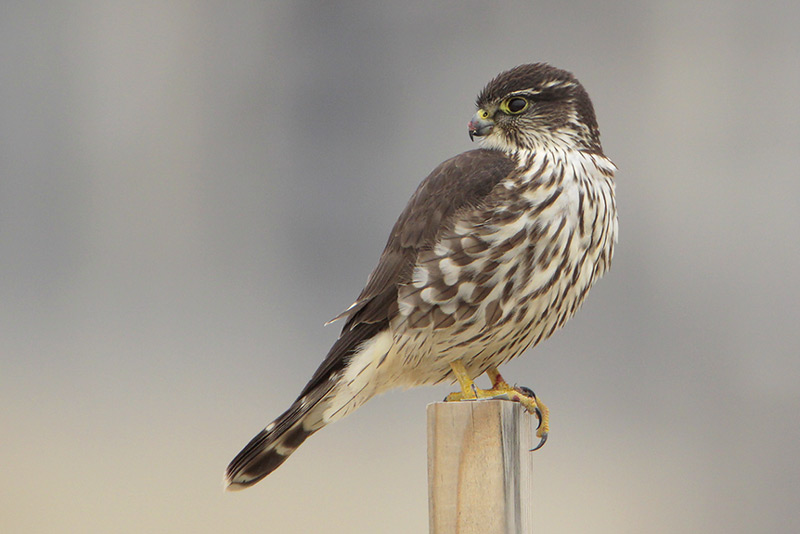 Beak of the Week – Merlin – Houston AuduBlog