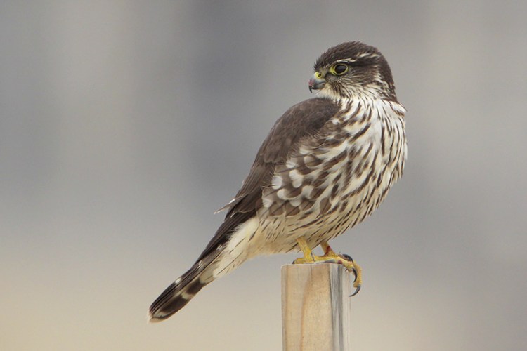 Beak of the Week – Merlin – Houston AuduBlog