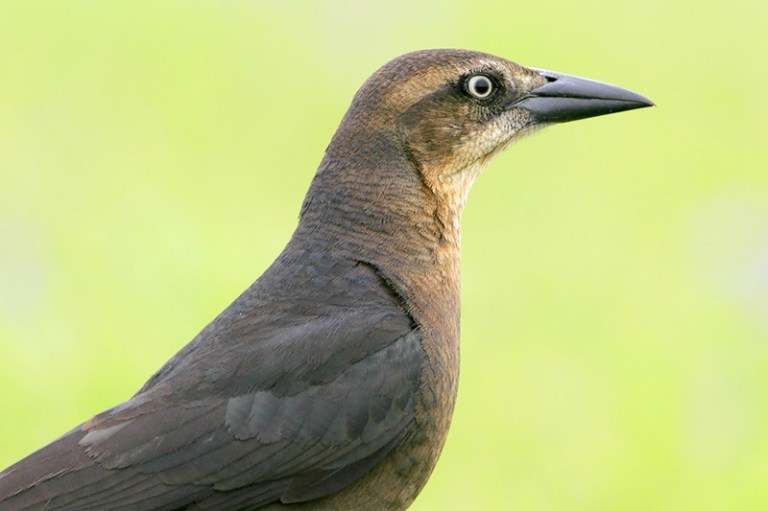 Beak of the Week – Great-tailed Grackle – Houston AuduBlog