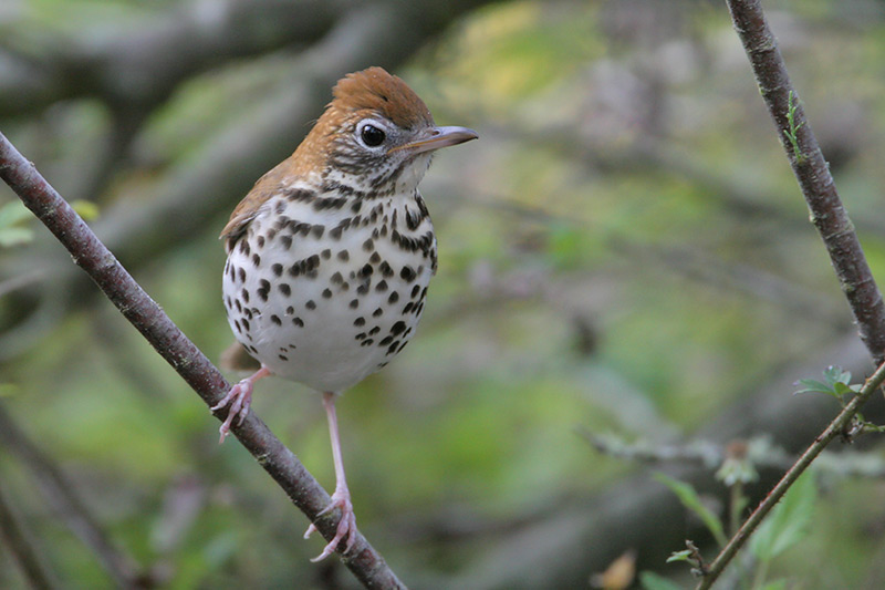 Beak of the Week – Wood Thrush – Houston AuduBlog