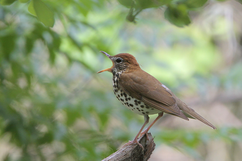 Beak of the Week – Wood Thrush – Houston AuduBlog