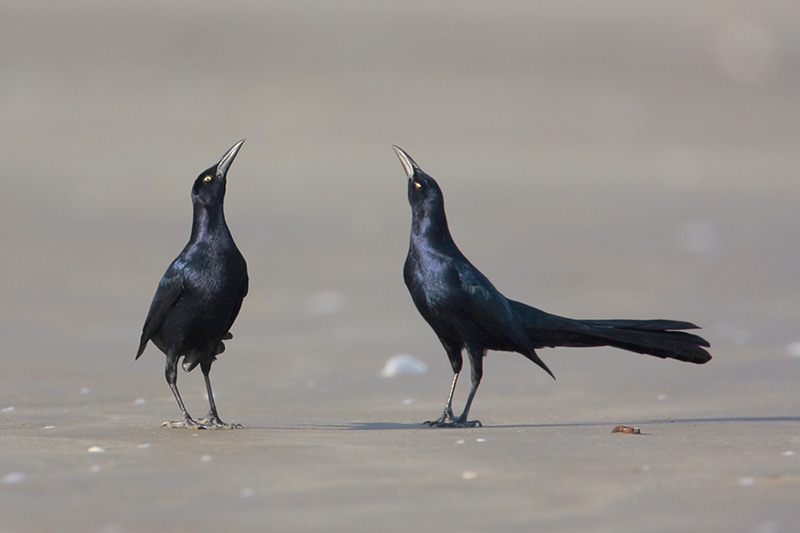 Beak of the Week – Great-tailed Grackle – Houston AuduBlog