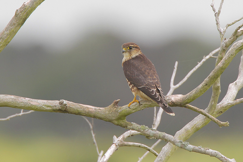 Beak of the Week – Merlin – Houston AuduBlog