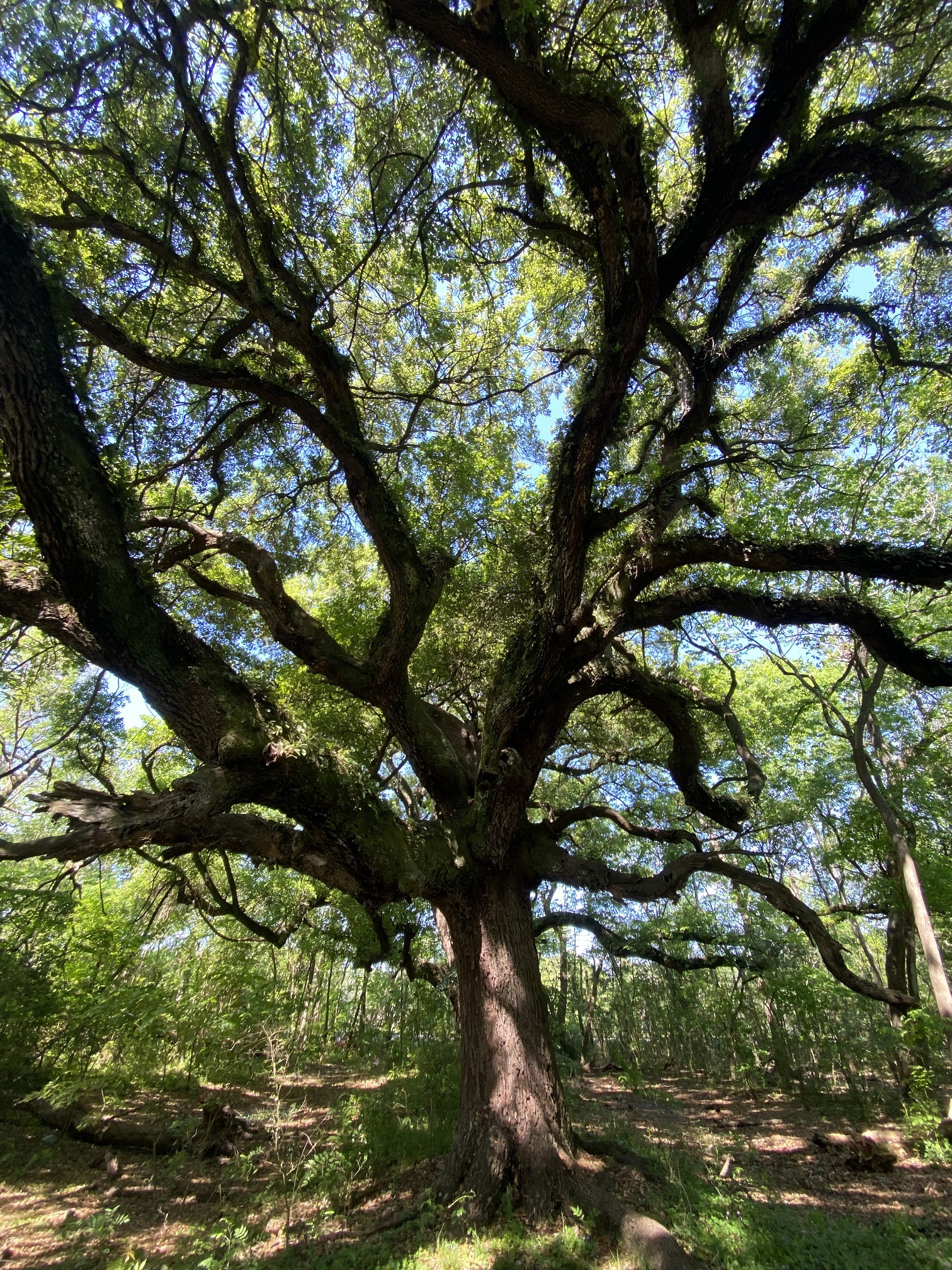 Honoring Ann Taylor’s Legacy During the Witness Series – Houston AuduBlog