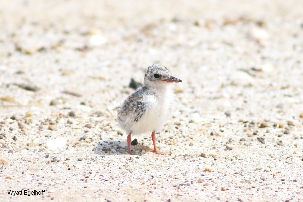 It’s Beach (nesting bird) Season! – Houston AuduBlog
