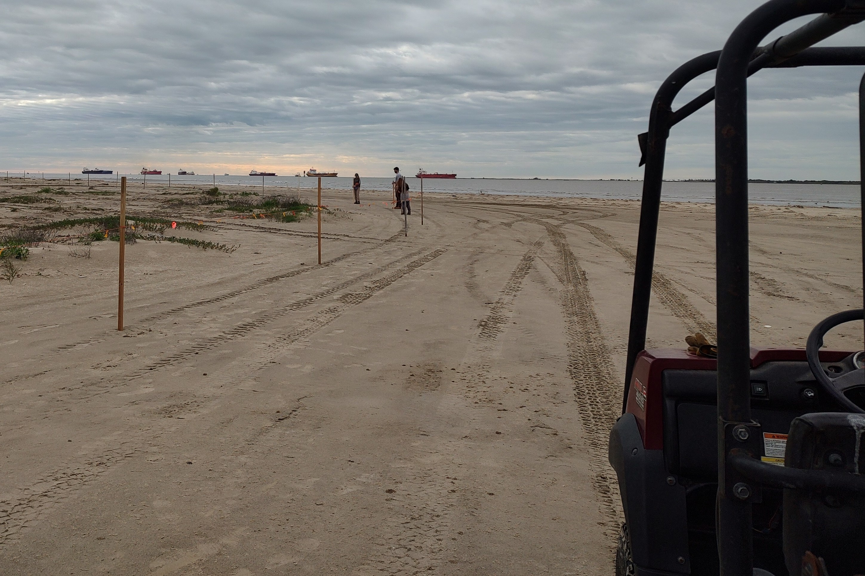 It’s Beach (nesting bird) Season! – Houston AuduBlog