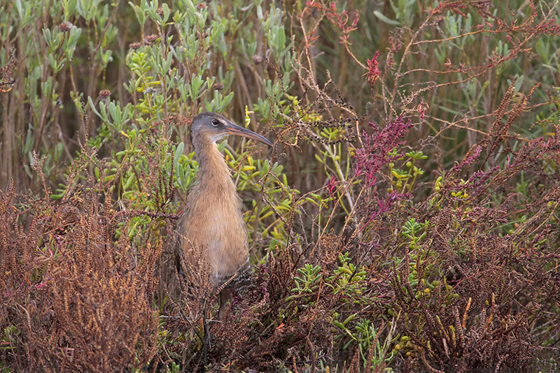 Beak of the Week – Clapper Rail – Houston AuduBlog