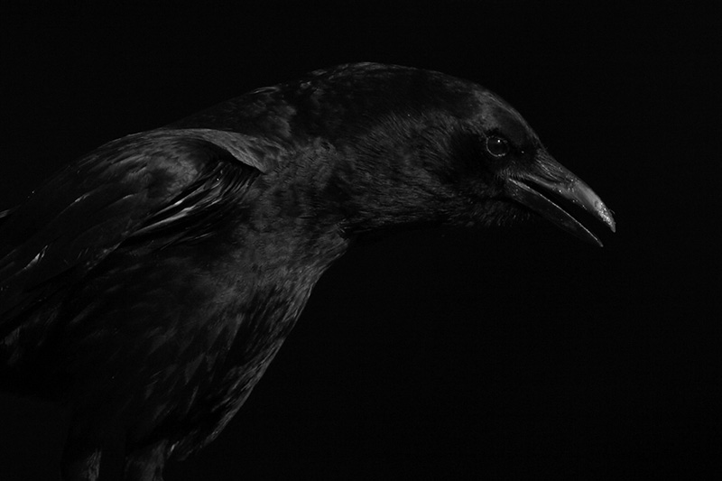 Beak of the Week – American Crow | Celebrating #BlackBirdersWeek ...