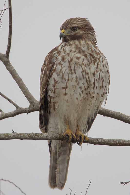 Beak of the Week – Red-shouldered Hawk – Houston AuduBlog