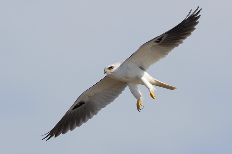 White Kite Bird Black Winged Kite Elanus Caeruleus Species | BirdLife