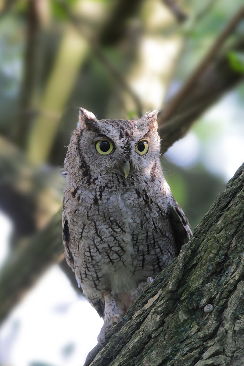 Beak of the Week – Eastern Screech-Owl – Houston AuduBlog
